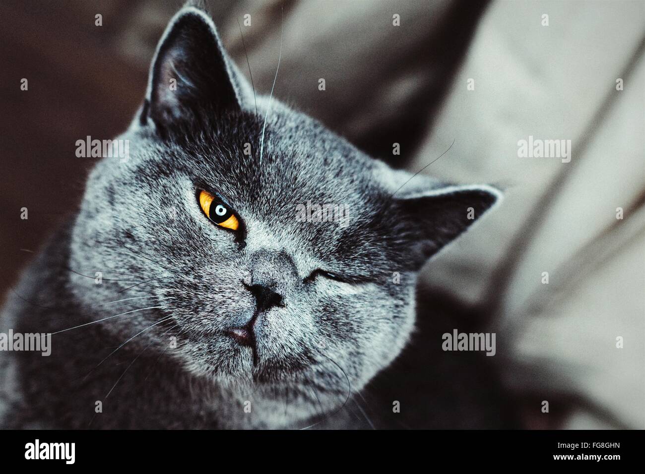 Chartreux cat portrait hi-res stock photography and images - Alamy