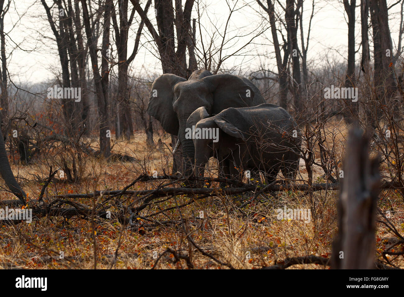 African elephant trunk finger hi-res stock photography and images - Alamy