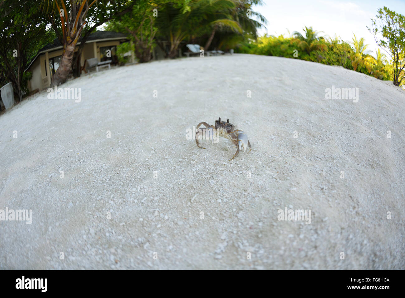 Crab environment hi-res stock photography and images - Alamy