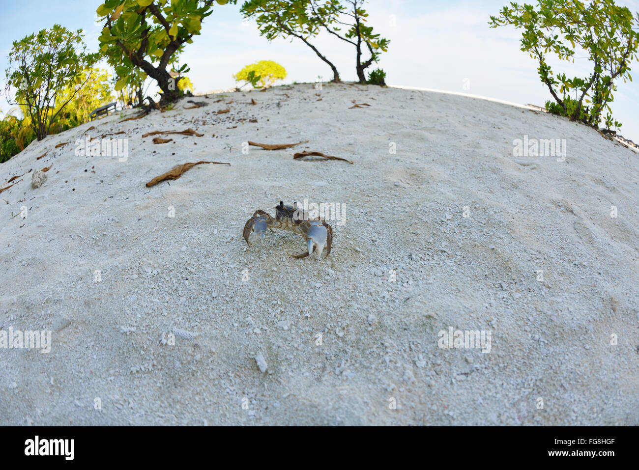 Creature nature hi-res stock photography and images - Alamy