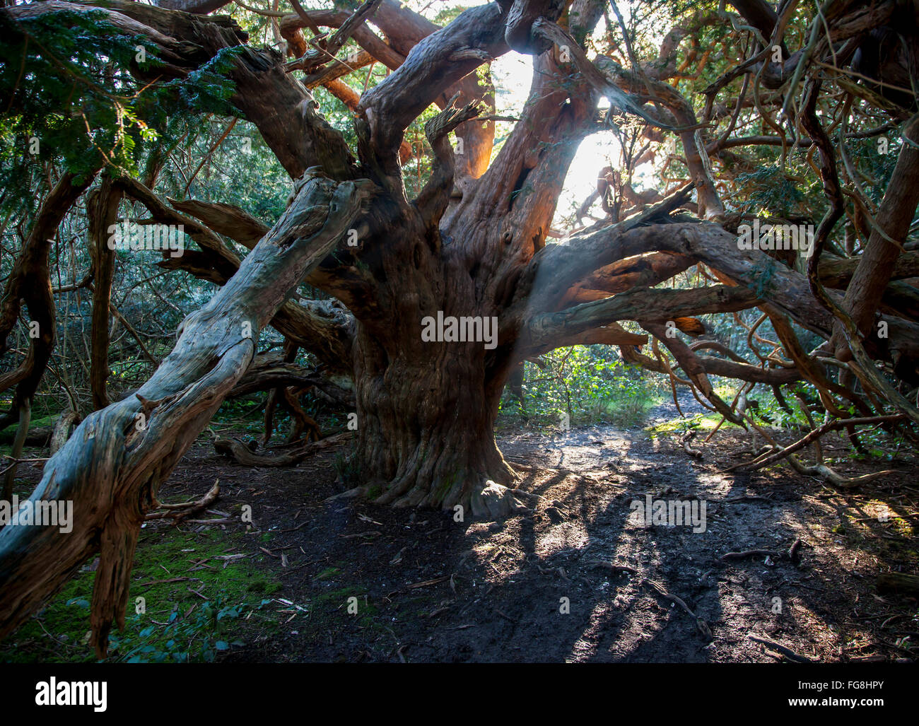 Kingley Vale West Sussex woodland ancient yew trees Stock Photo - Alamy