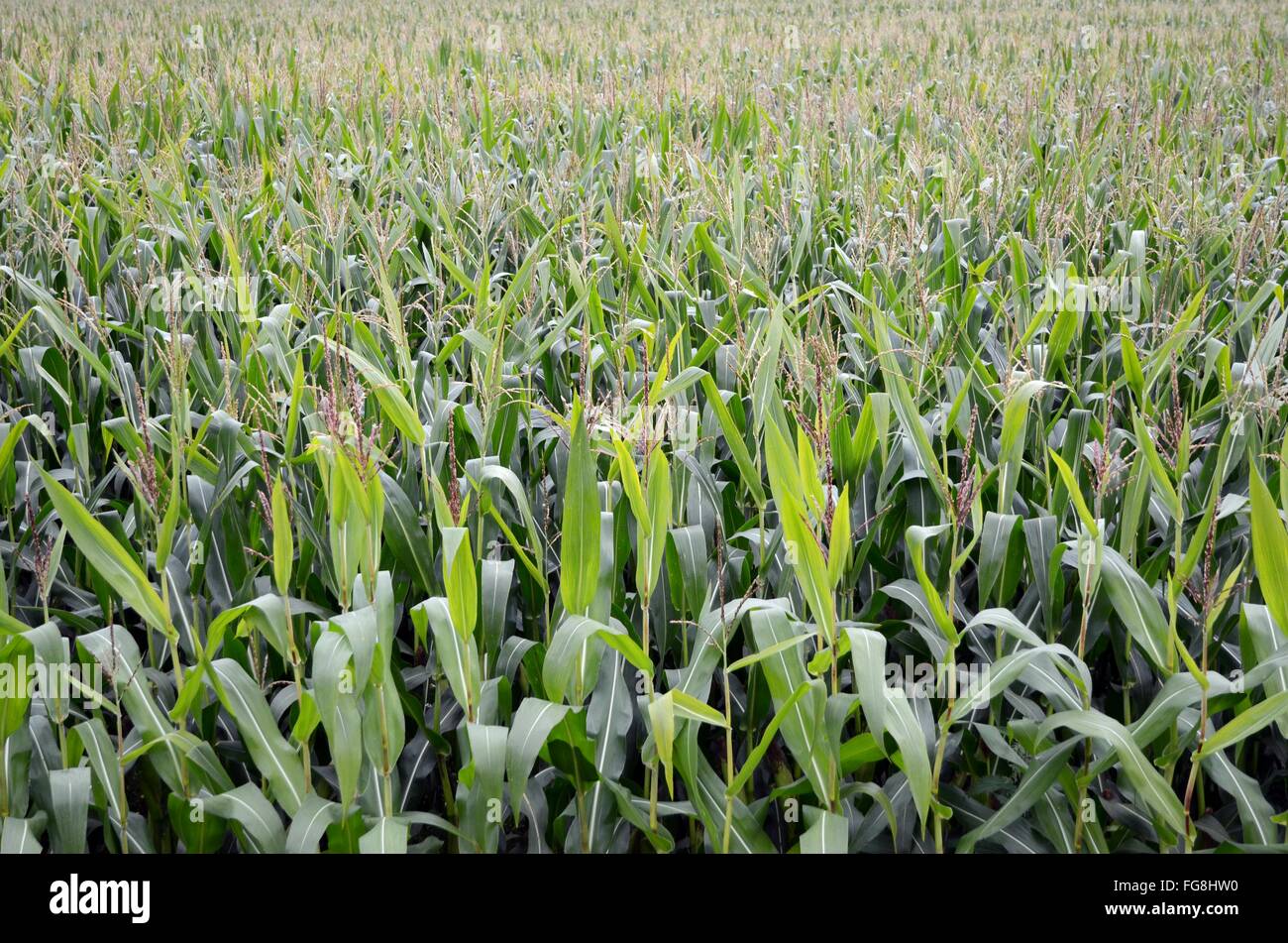 Corn Crops Growing On Field Stock Photo - Alamy