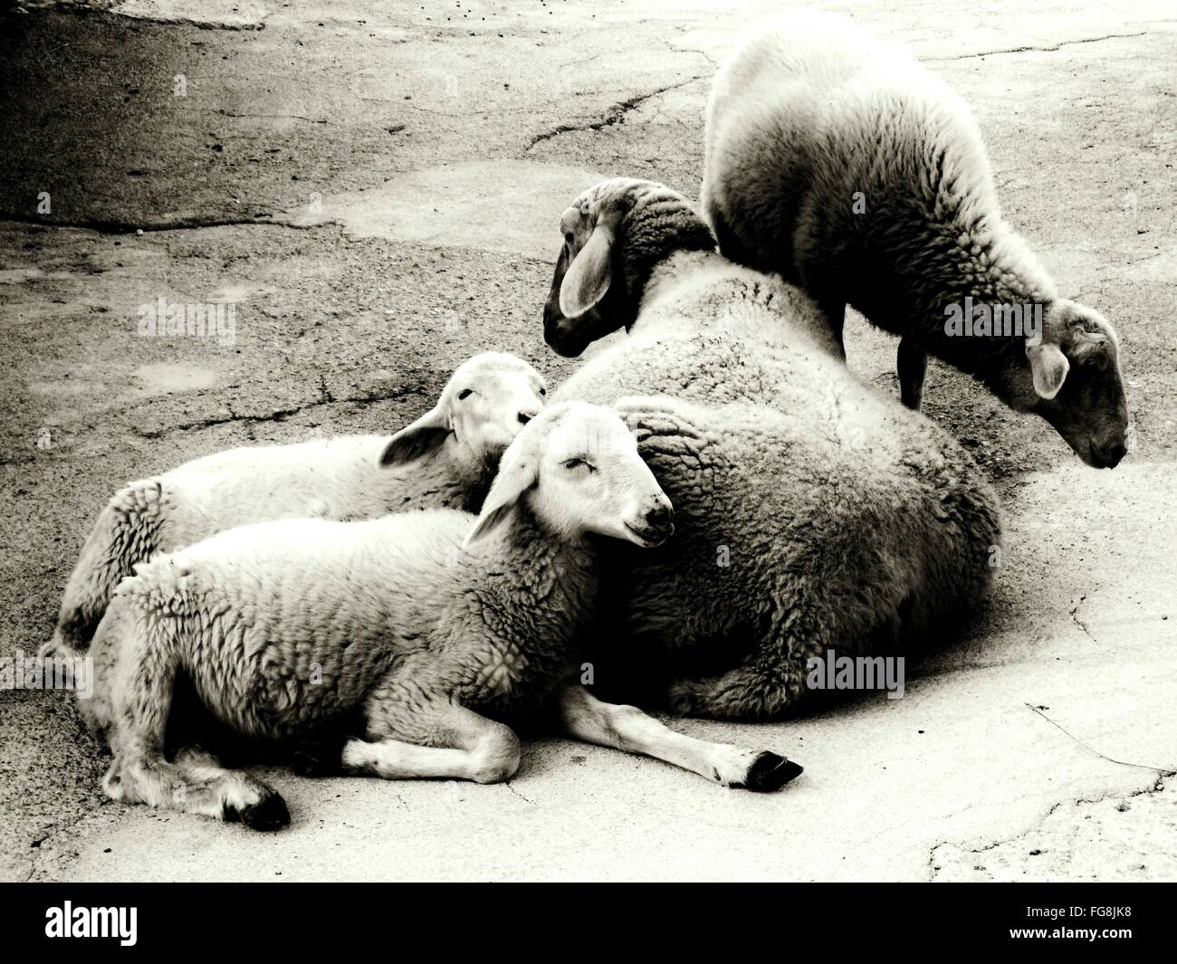 Family Of Sheep Relaxing On Field Stock Photo - Alamy