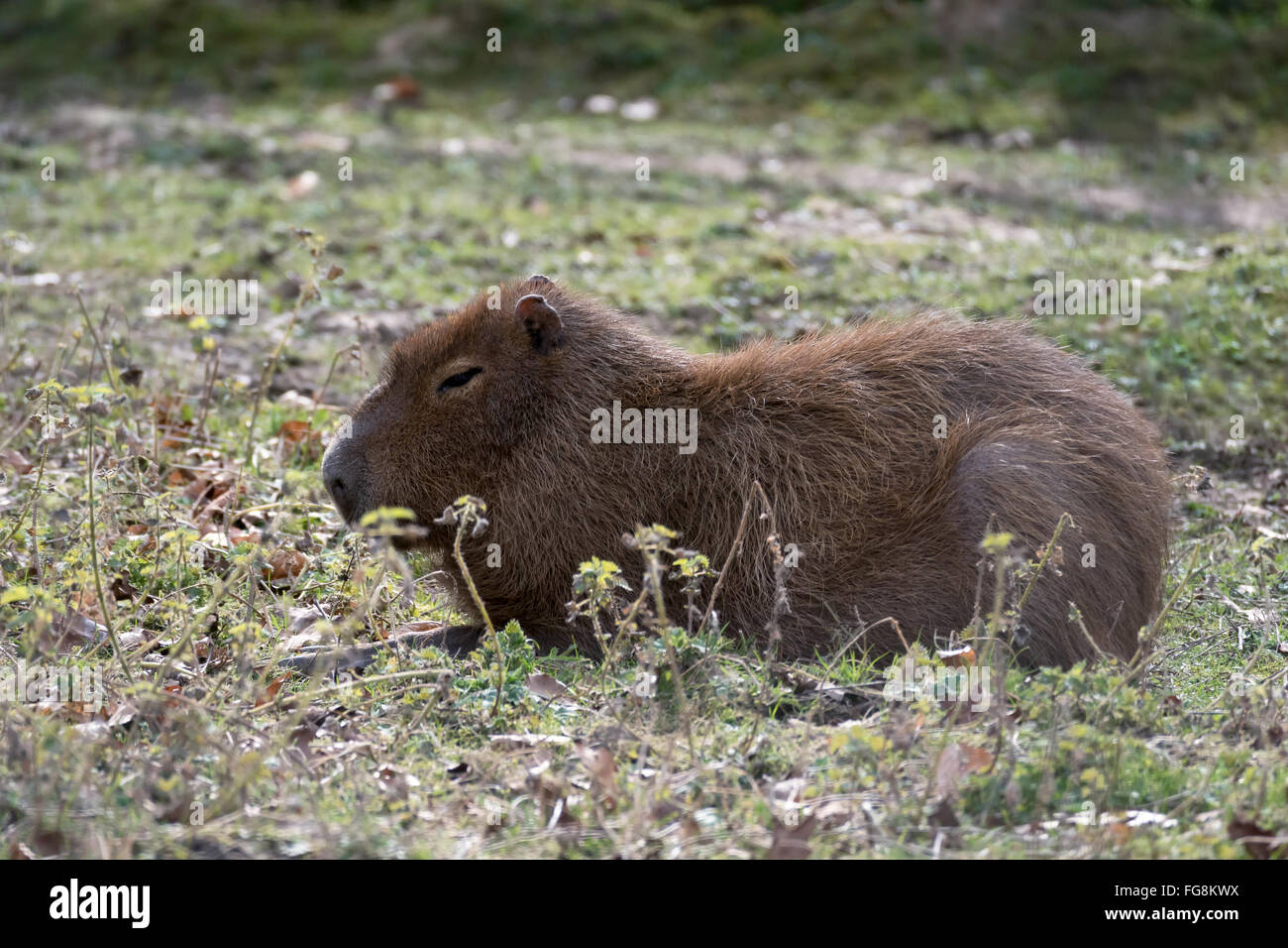 Hydrochoeridae High Resolution Stock Photography and Images - Alamy