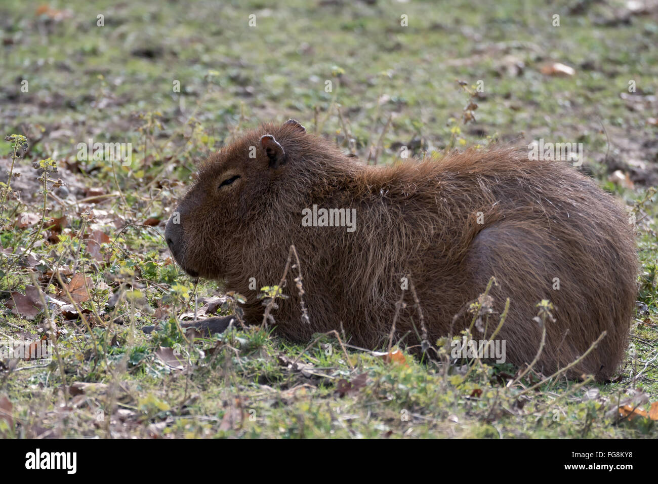 Capybara (Hydrochoerus hydrochaeris Stock Photo - Alamy