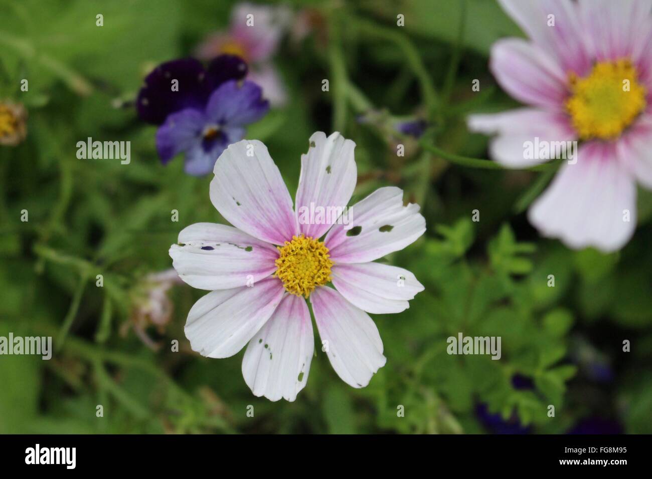 Pink holes hi-res stock photography and images - Alamy