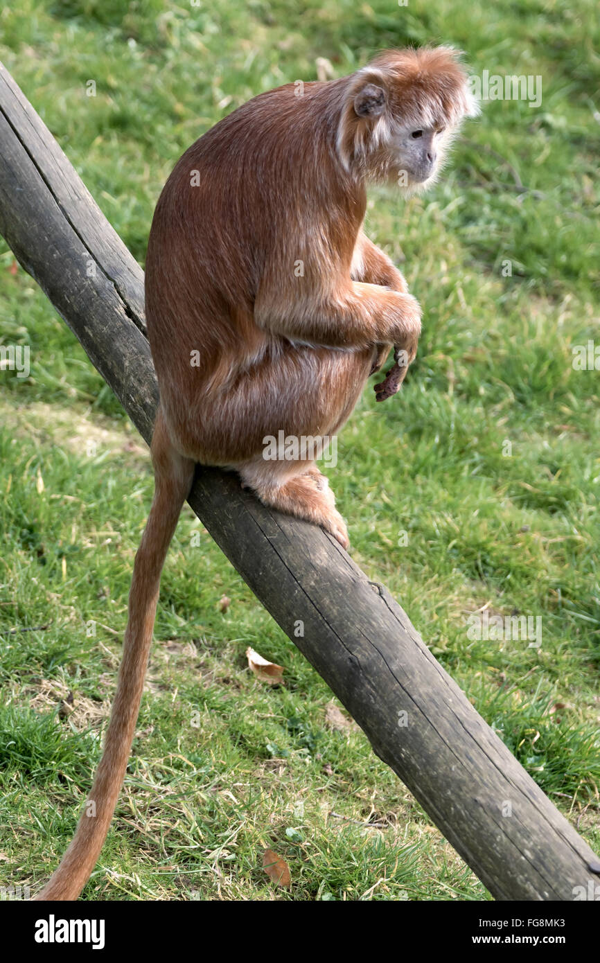 Trachypithecus auratus auratus hi-res stock photography and images - Alamy