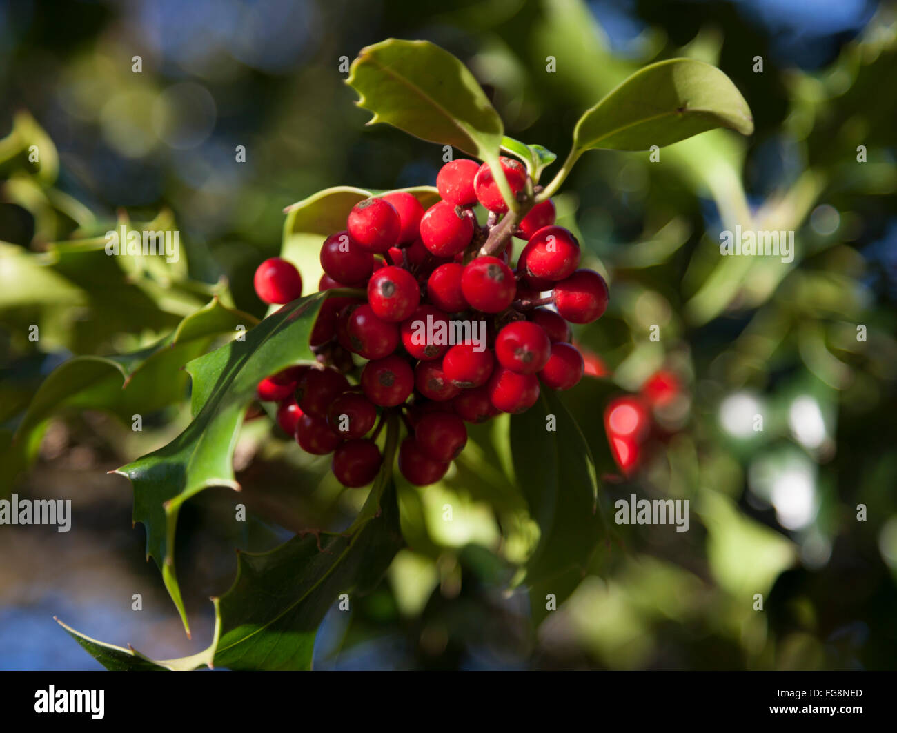 Holly bush growing wild hi-res stock photography and images - Alamy