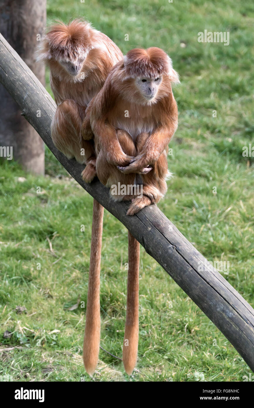 Eastern javan langur hi-res stock photography and images - Alamy