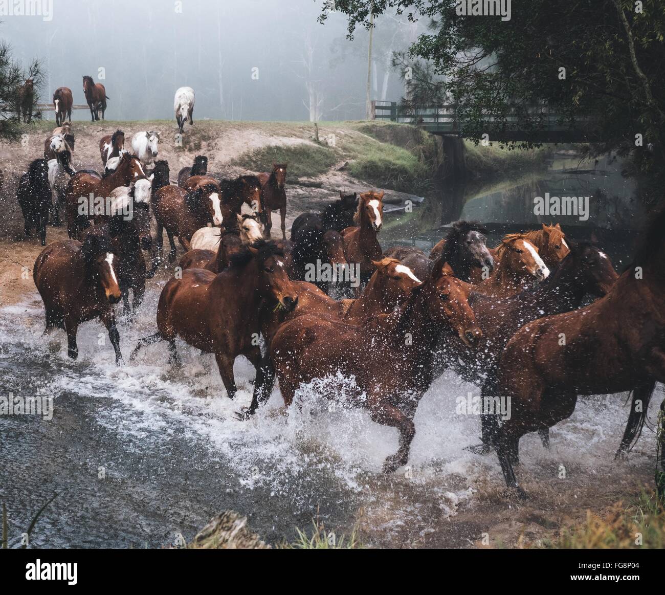 Running_horses hi-res stock photography and images - Alamy