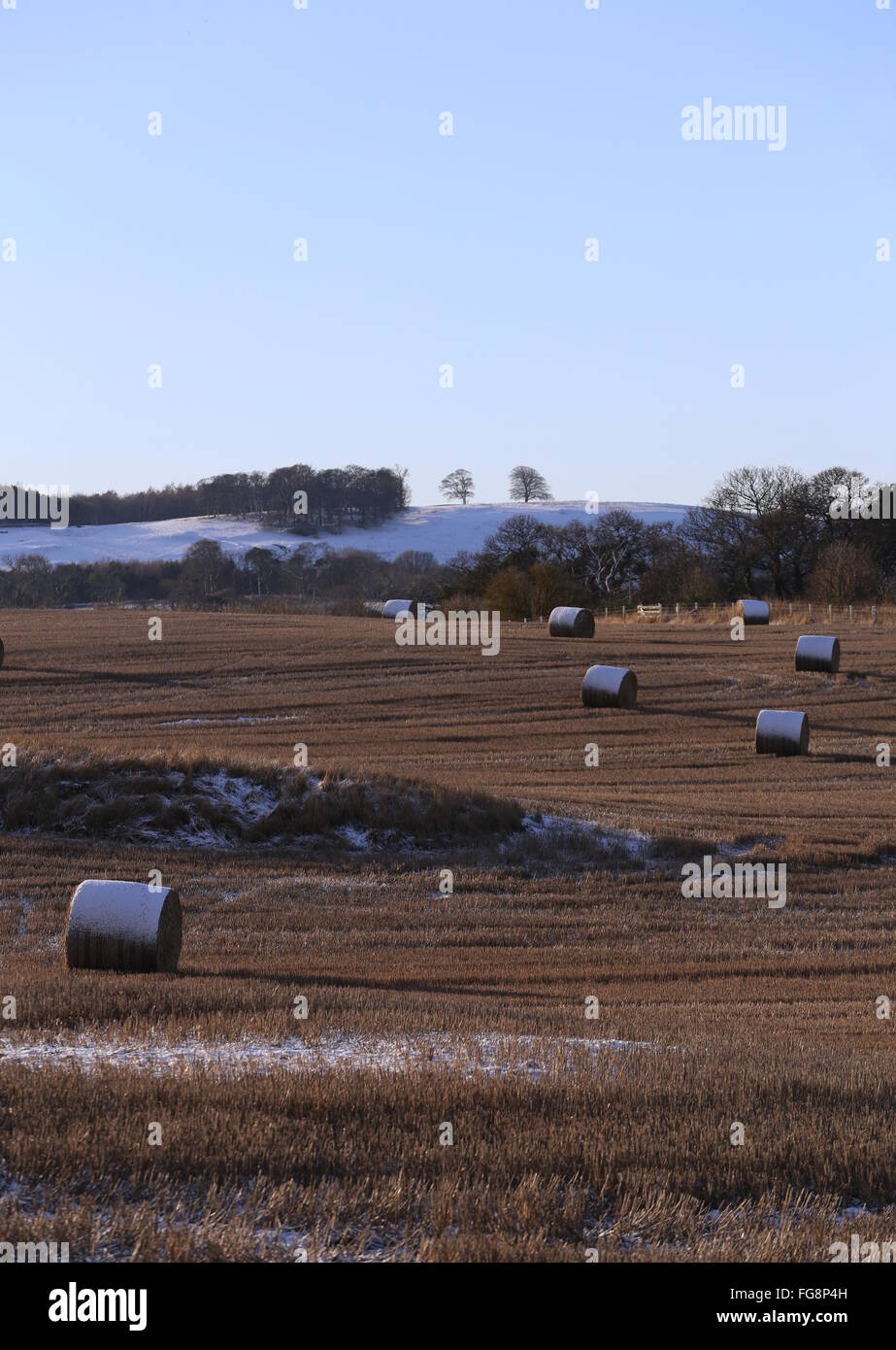 Hay bales in winter Fife Scotland January 2016 Stock Photo - Alamy