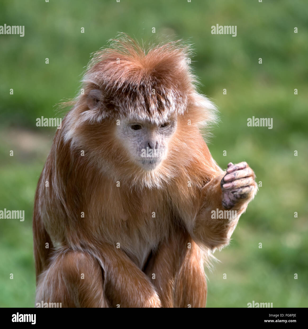 Javan Lutung (Trachypithecus auratus Stock Photo - Alamy