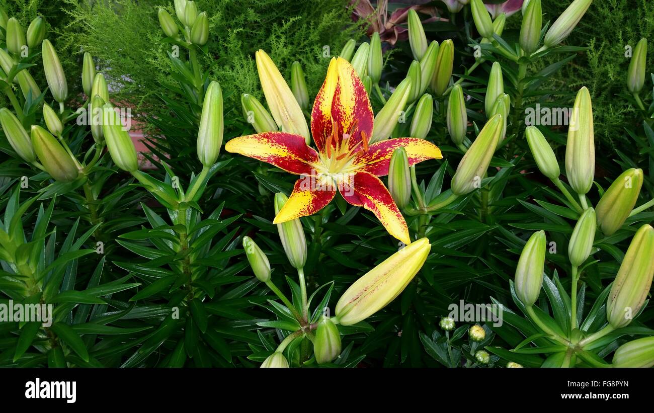 Tiger Lily With Buds Growing On Field Stock Photo - Alamy