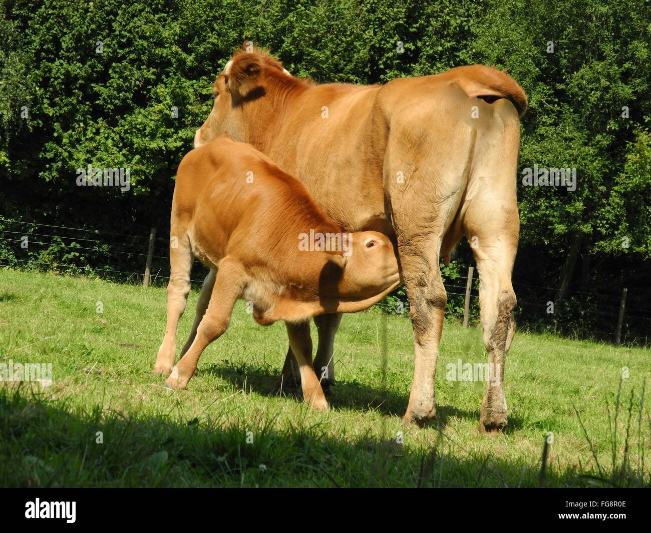 Mammal feeding animals hi-res stock photography and images - Alamy