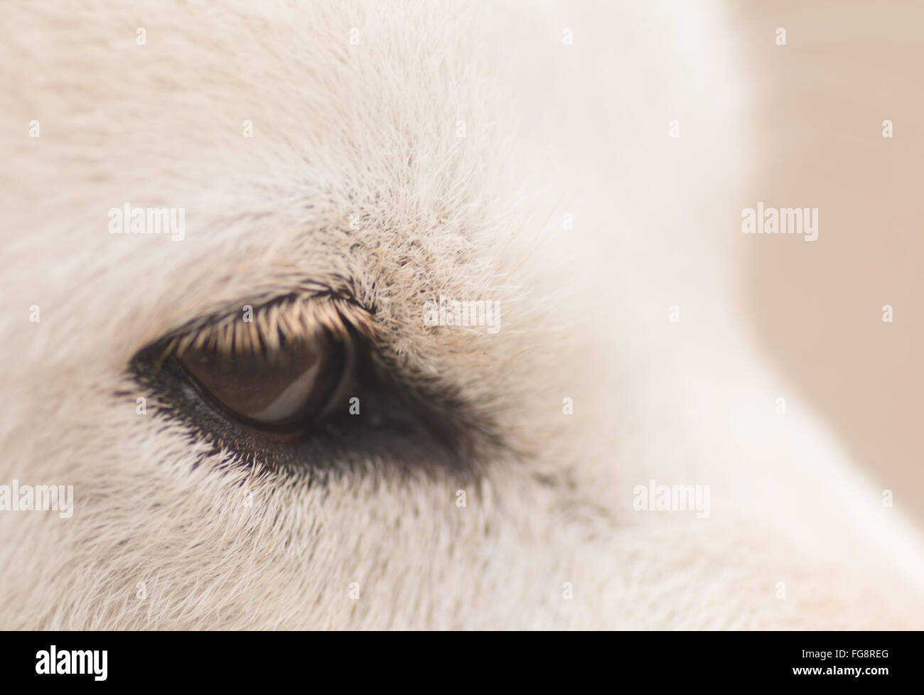 Dog with side eye hi-res stock photography and images - Alamy
