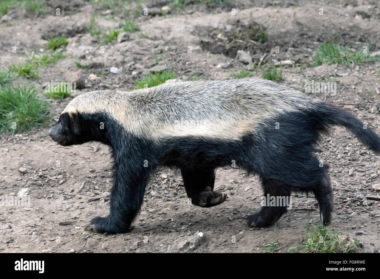 Honey Badger (Mellivora capensis Stock Photo - Alamy