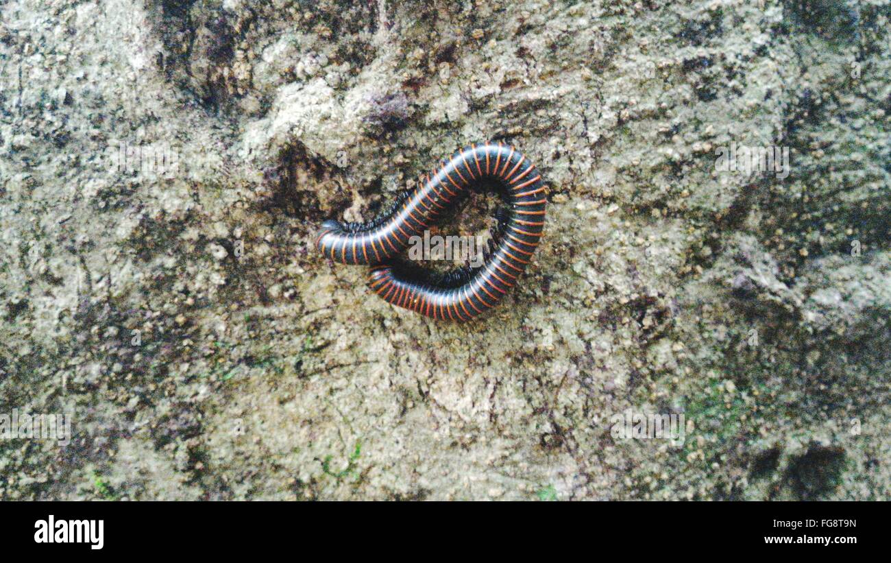 Close-Up Of Worm On Rock Stock Photo - Alamy
