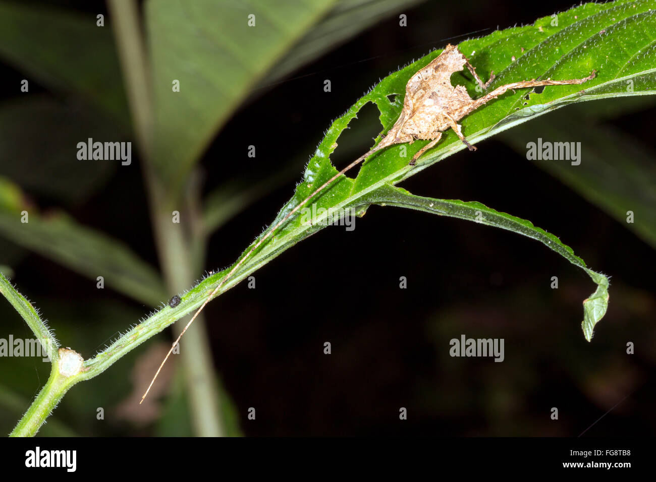 Leaf mimic katydid with very long antennae in the rainforest understory ...