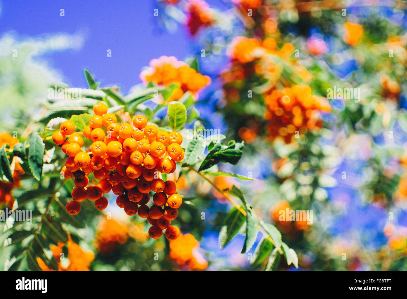 Hanging from flower hi-res stock photography and images - Alamy