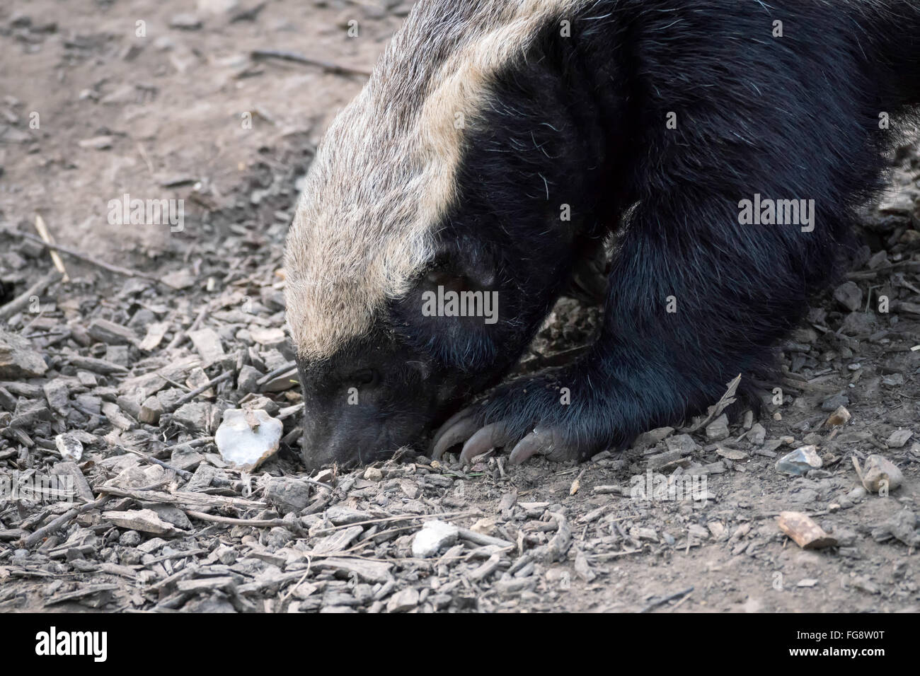 Badger paw hi-res stock photography and images - Alamy