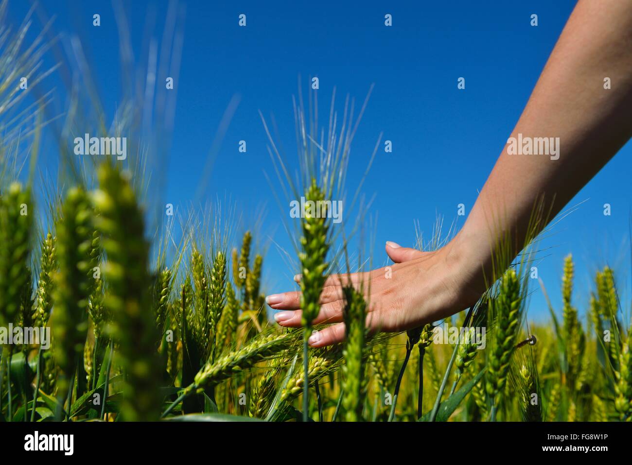 hand in wheat field Stock Photo - Alamy