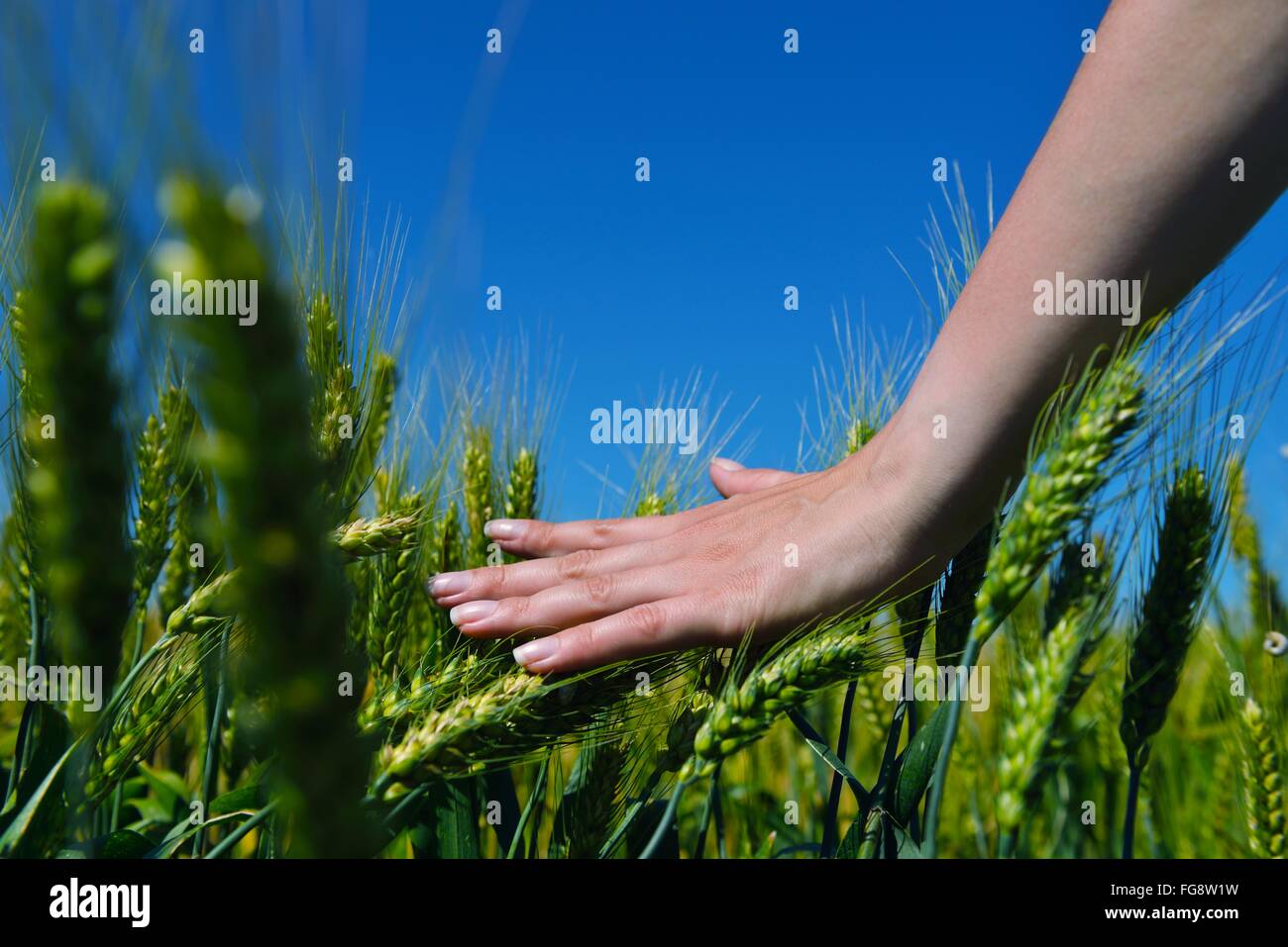 hand in wheat field Stock Photo - Alamy
