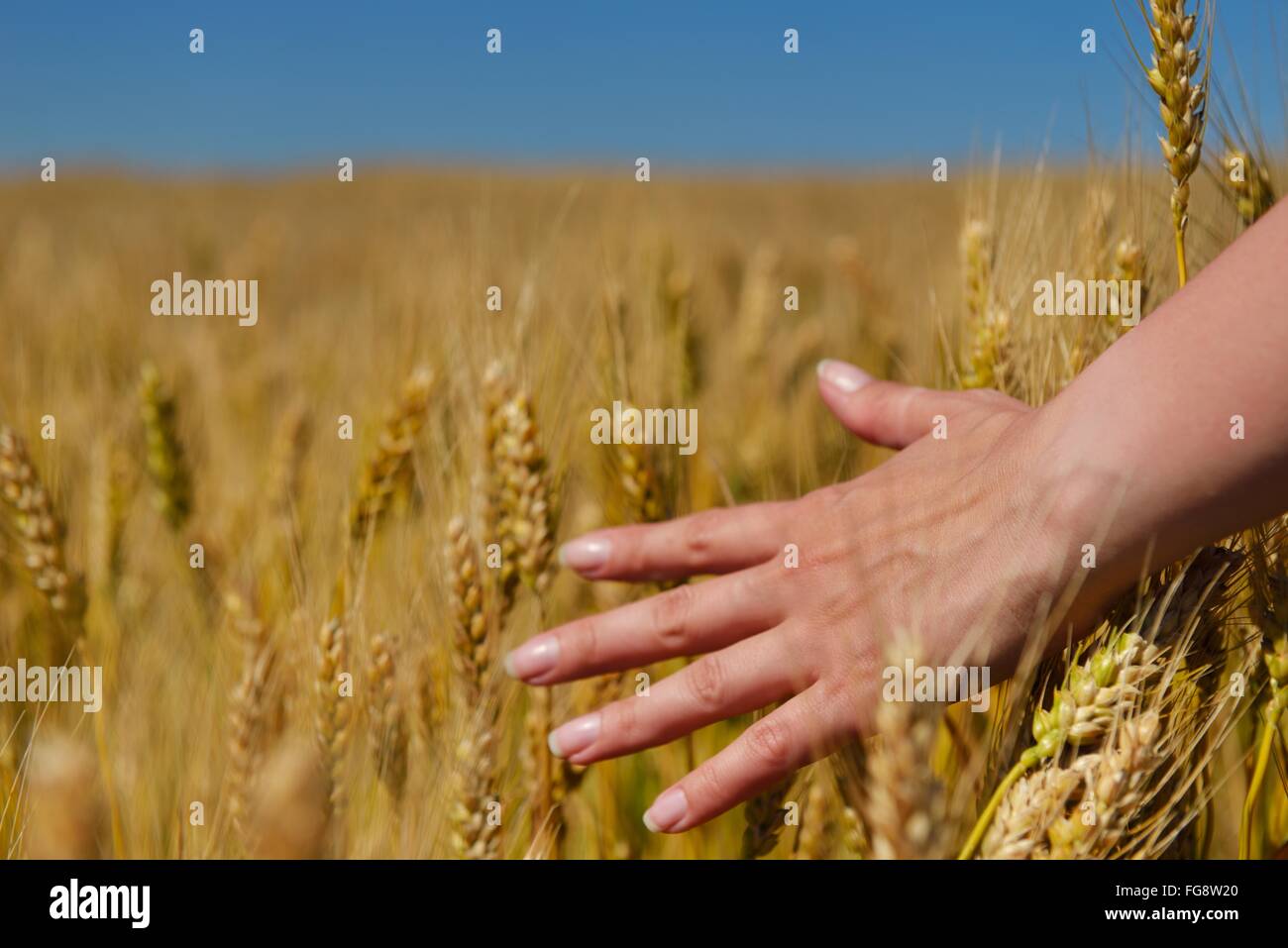 hand in wheat field Stock Photo - Alamy