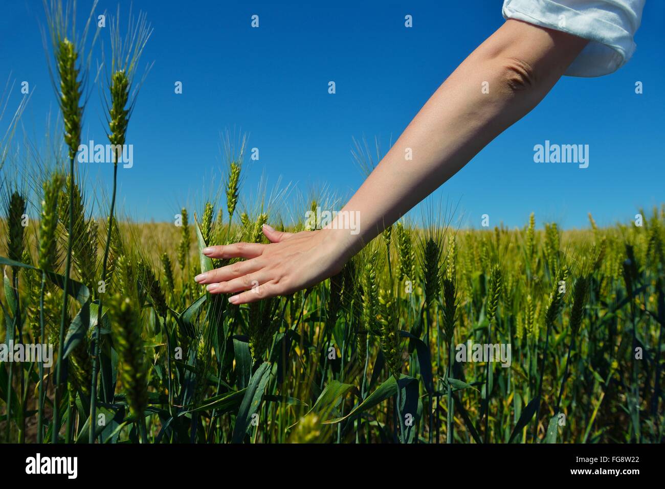 hand in wheat field Stock Photo - Alamy