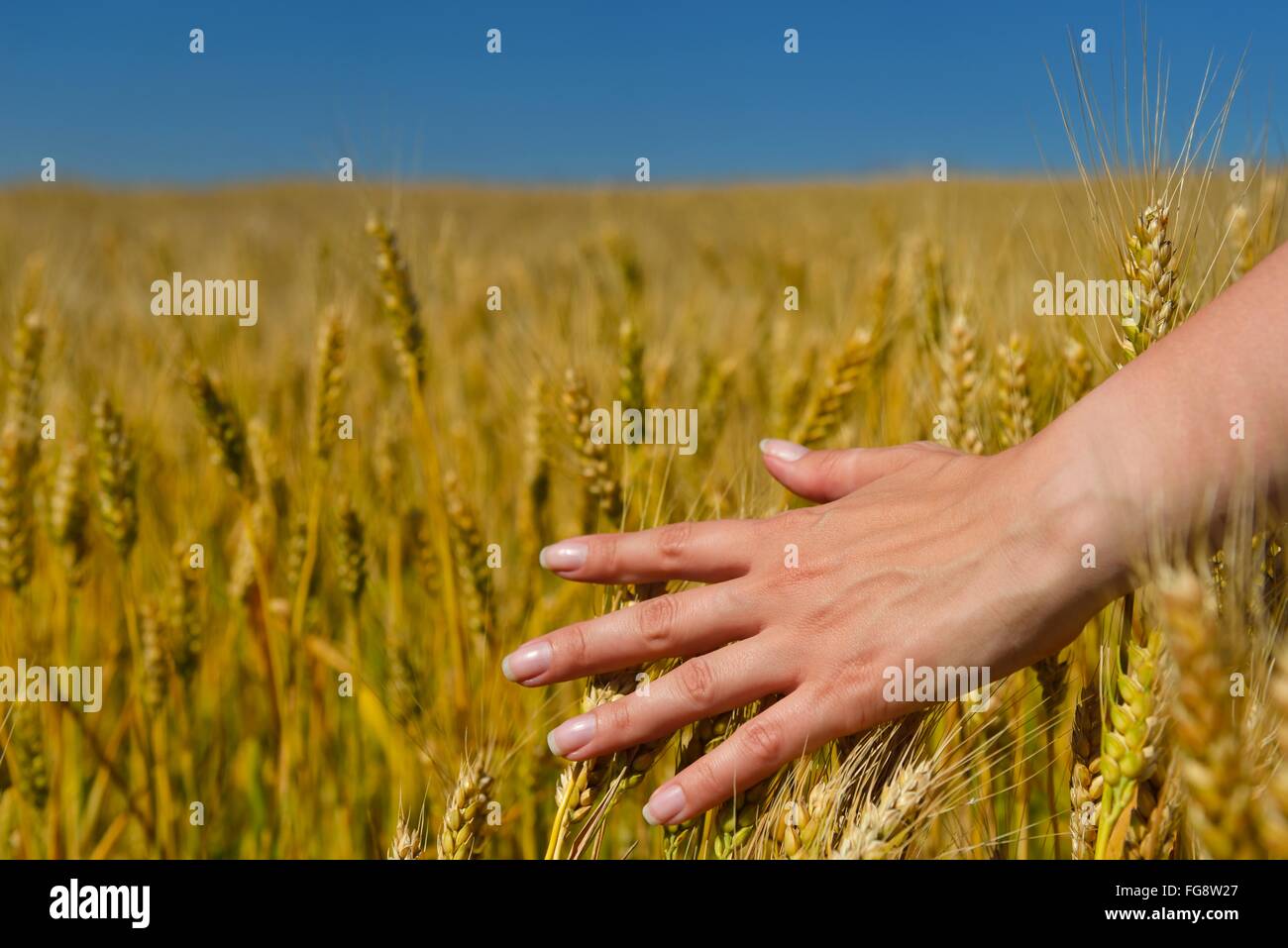 hand in wheat field Stock Photo - Alamy