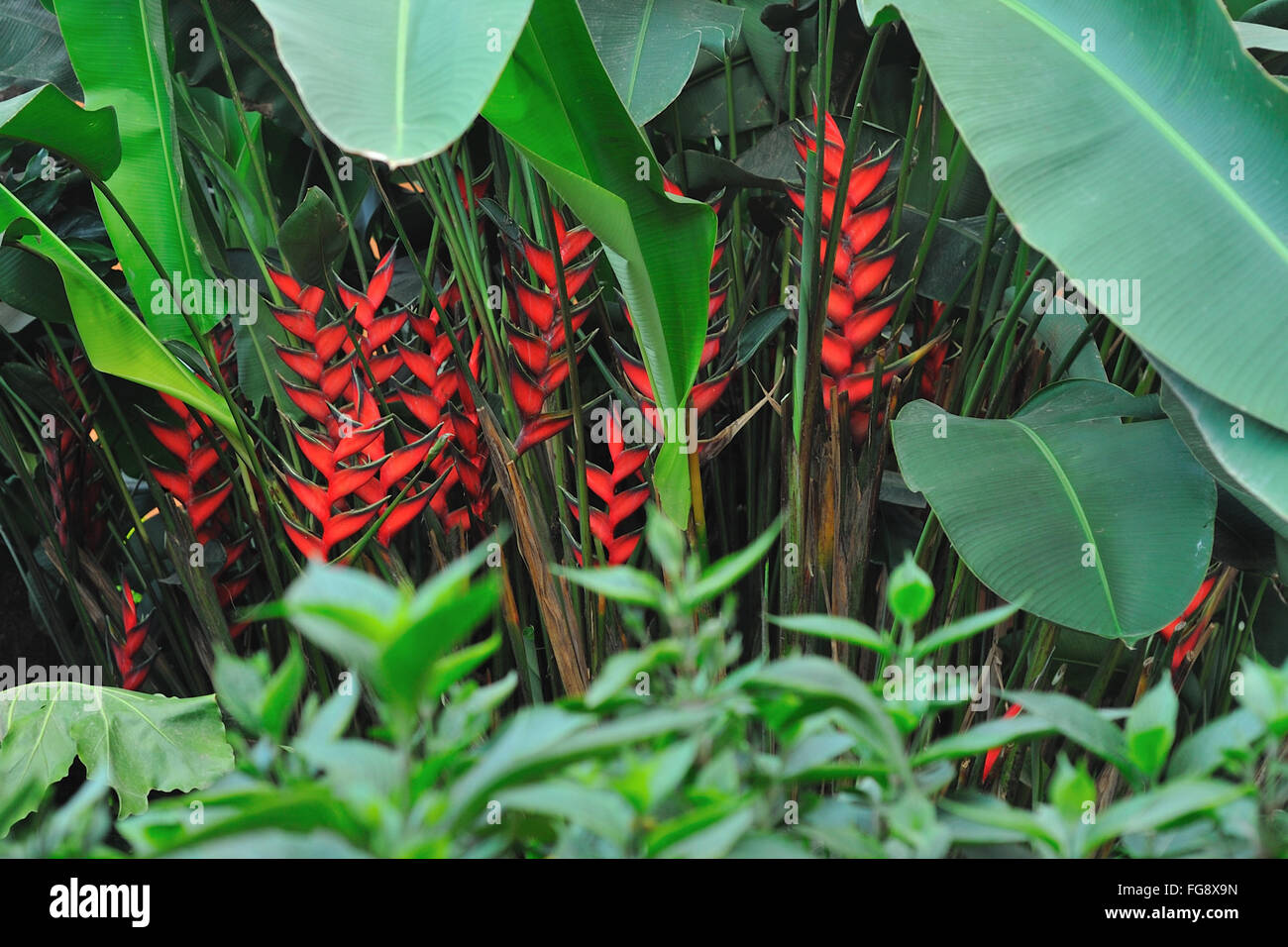 Bright red flowering heliconia in an African garden Stock Photo - Alamy