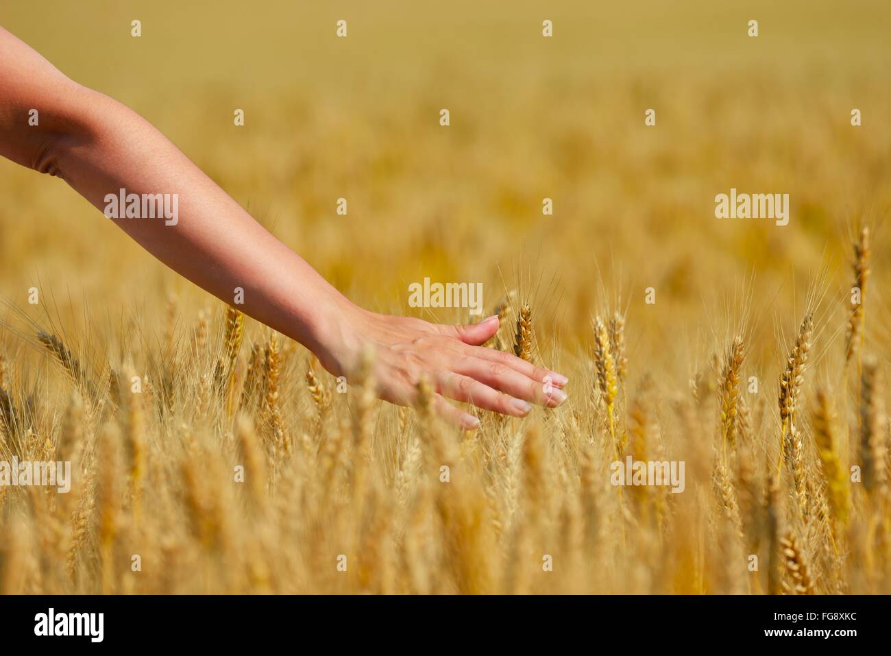 hand in wheat field Stock Photo - Alamy