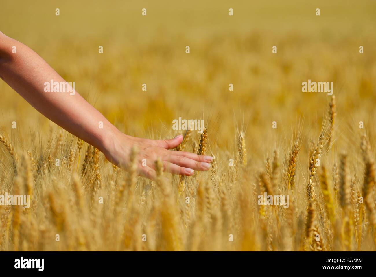 hand in wheat field Stock Photo - Alamy