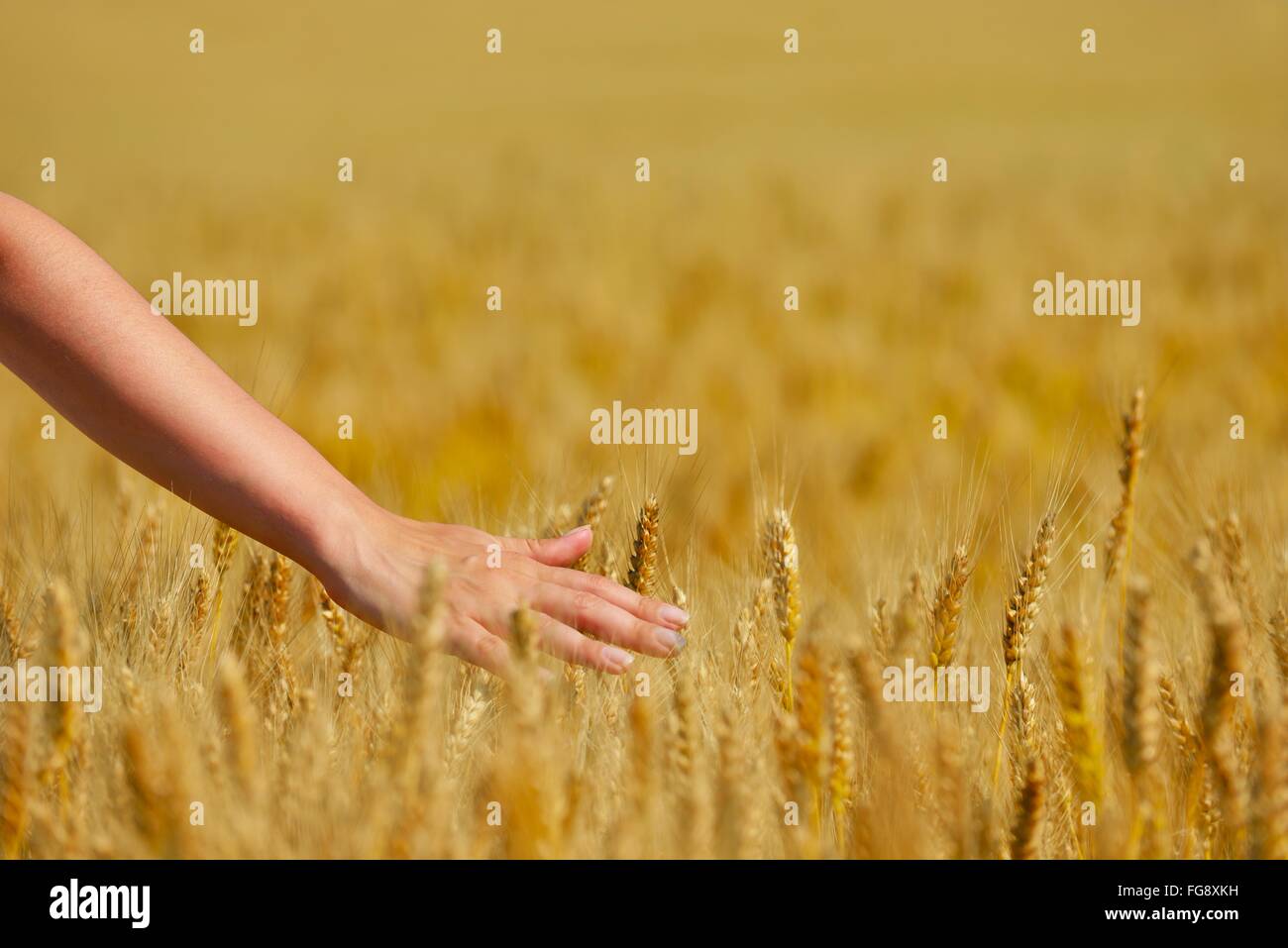 hand in wheat field Stock Photo - Alamy
