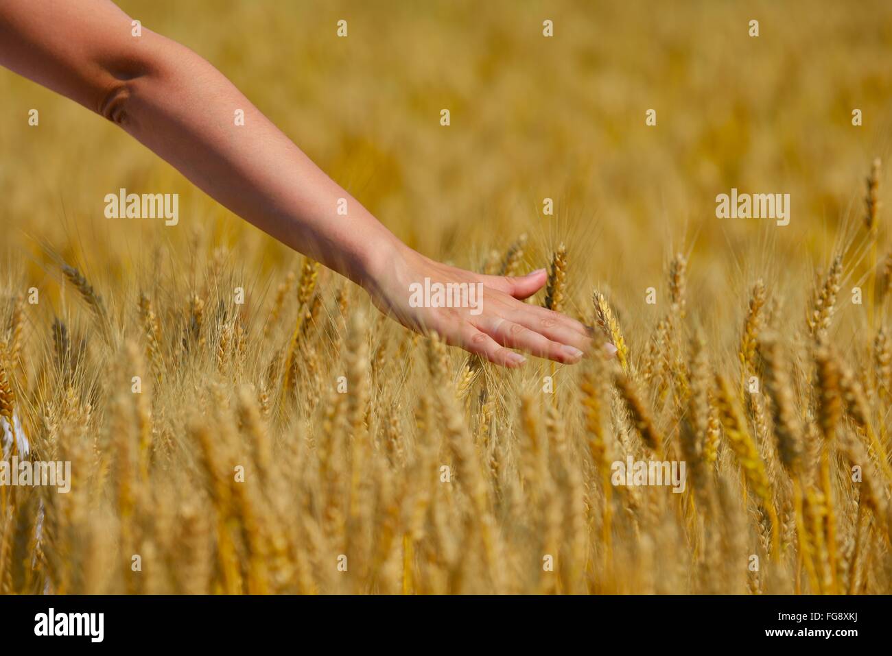 Grain hand hi-res stock photography and images - Alamy