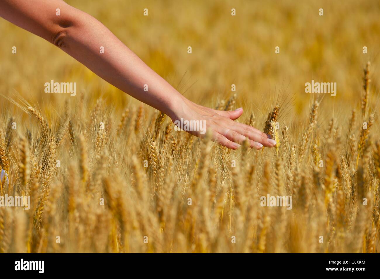 hand in wheat field Stock Photo - Alamy