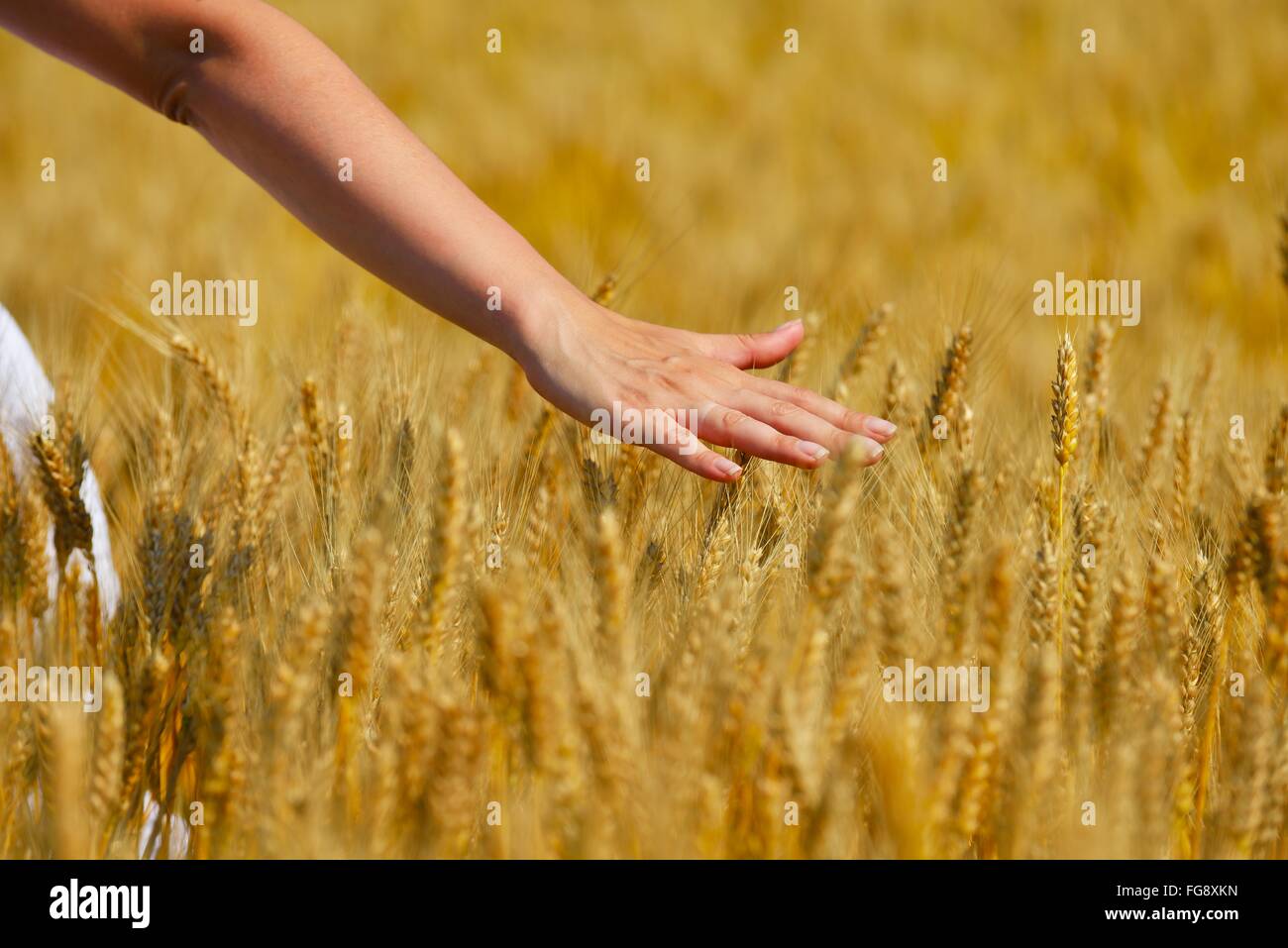 hand in wheat field Stock Photo - Alamy