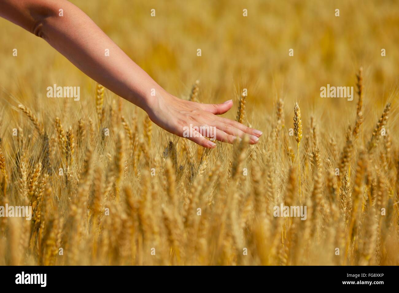 hand in wheat field Stock Photo - Alamy