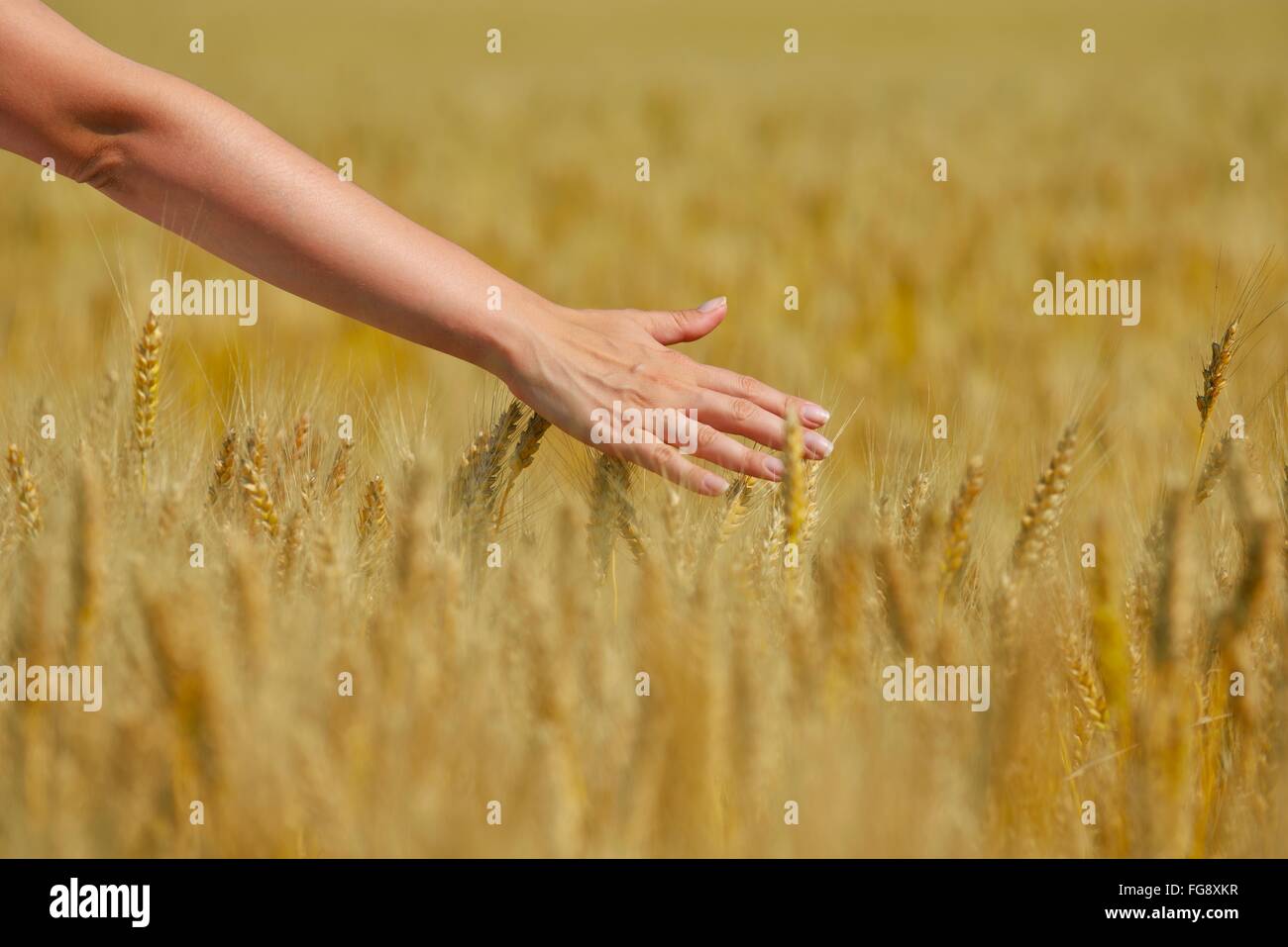 hand in wheat field Stock Photo - Alamy