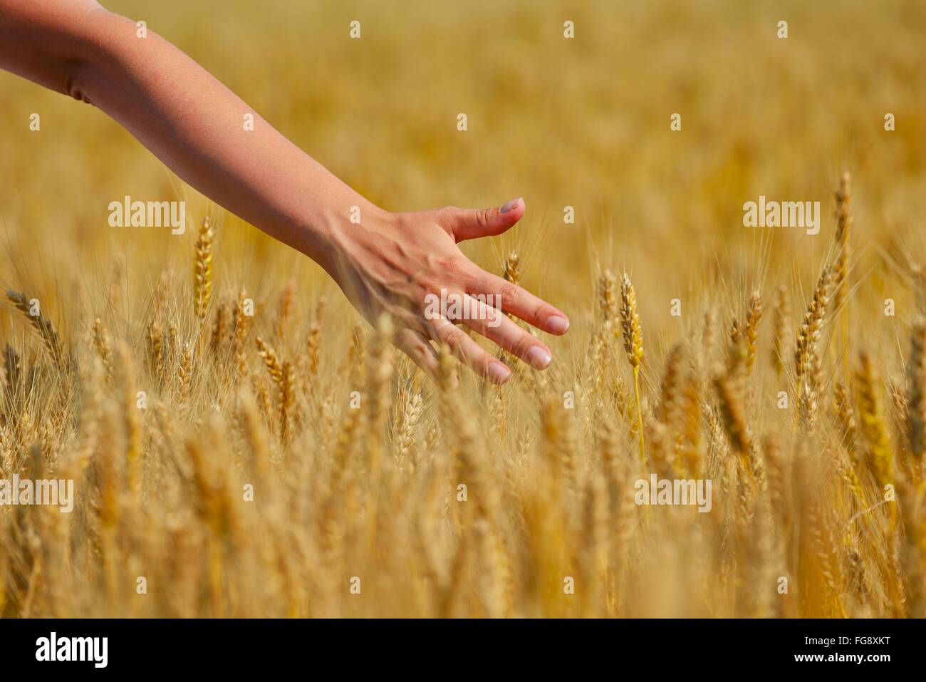 hand in wheat field Stock Photo - Alamy
