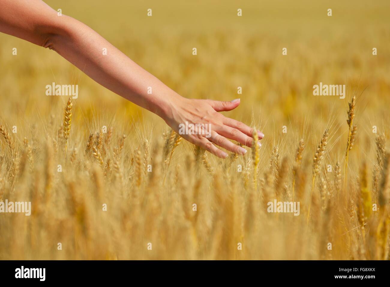hand in wheat field Stock Photo - Alamy