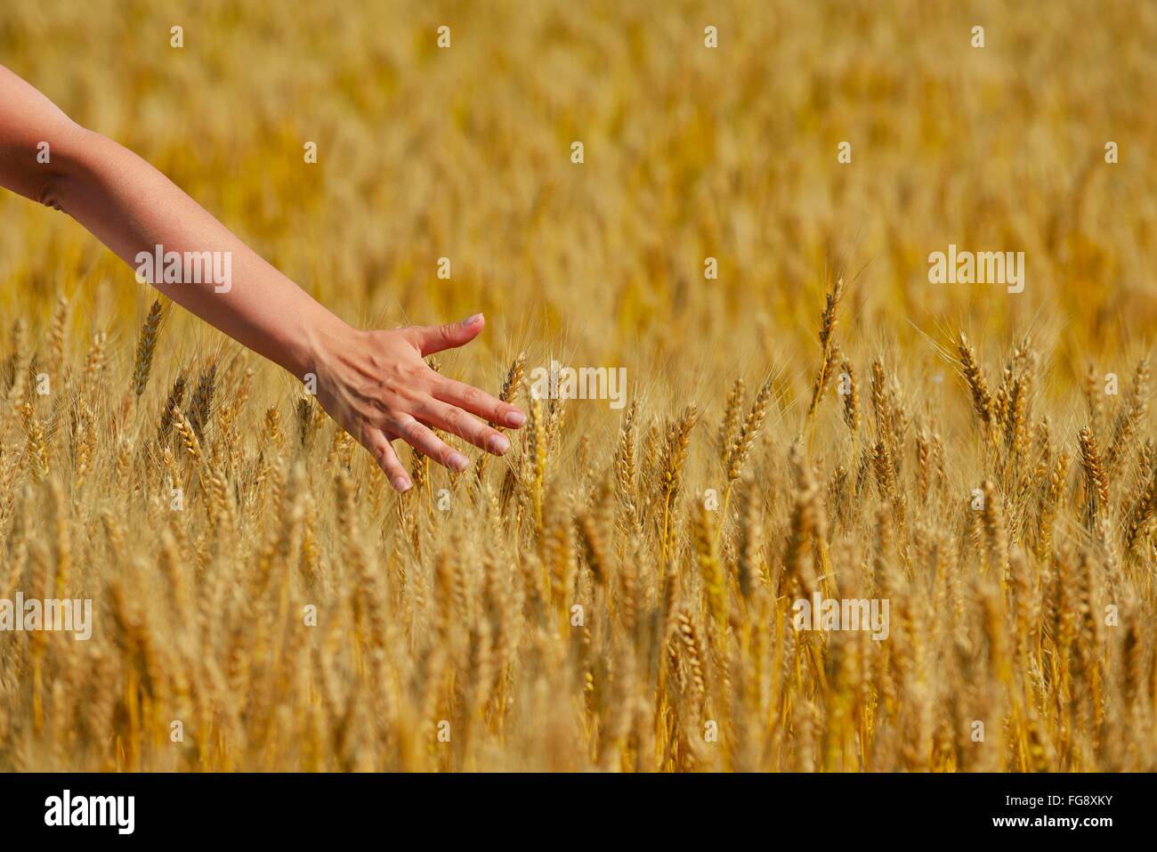 Hand in wheat hi-res stock photography and images - Alamy