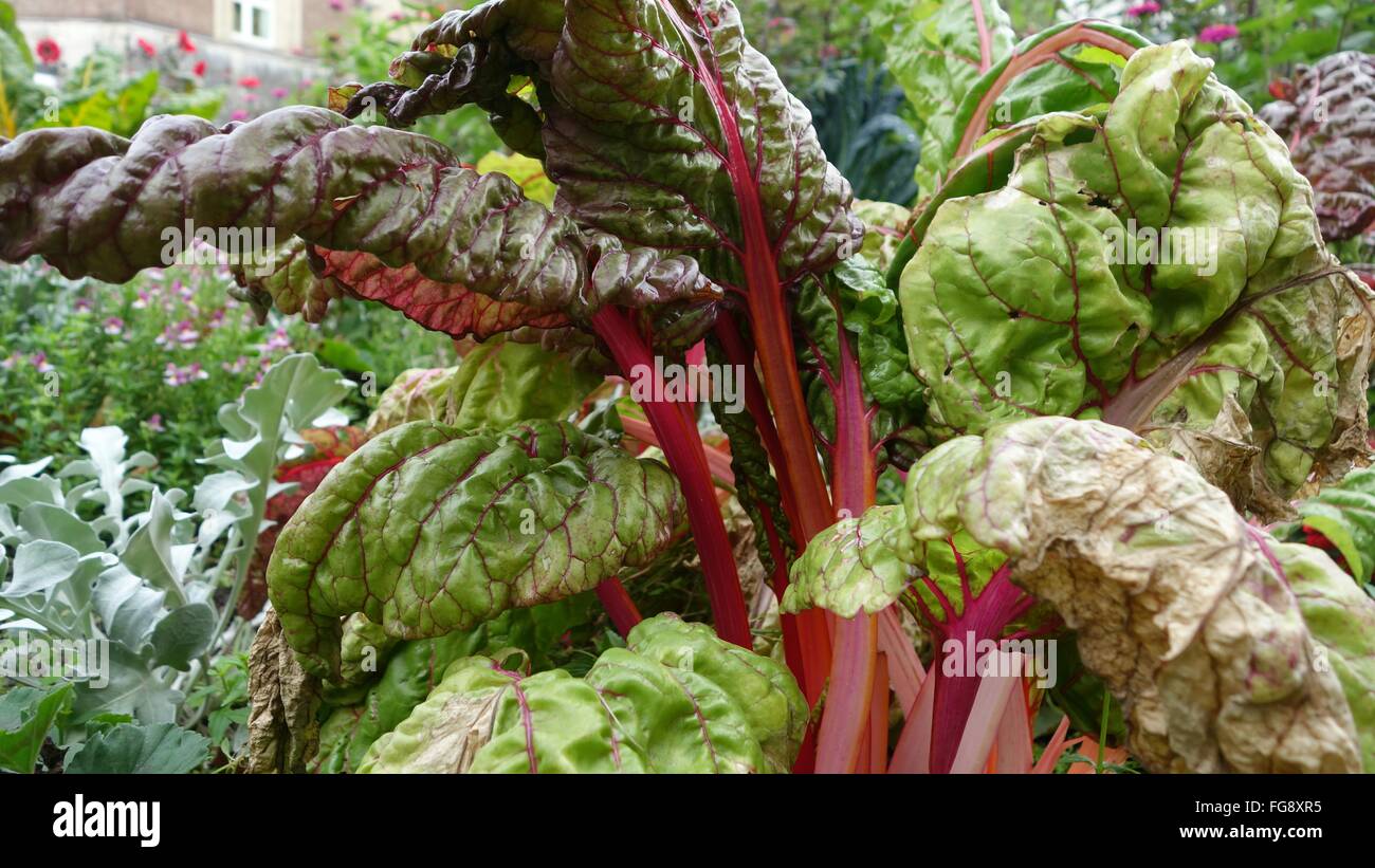 Growing chard hi-res stock photography and images - Alamy