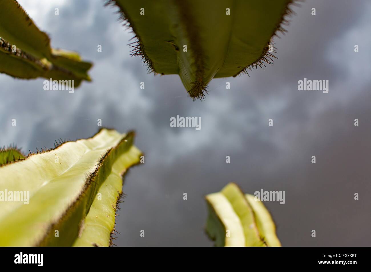 New growth on cactus hi-res stock photography and images - Alamy