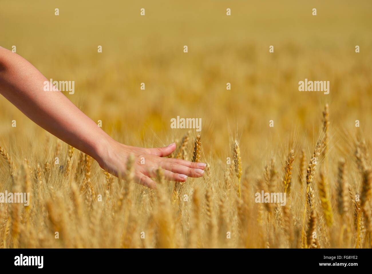 hand in wheat field Stock Photo - Alamy