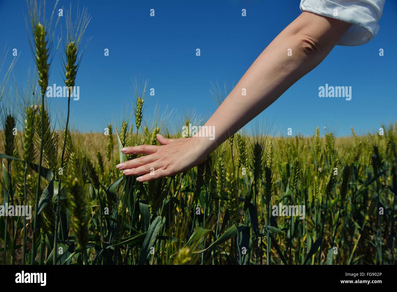 hand in wheat field Stock Photo - Alamy