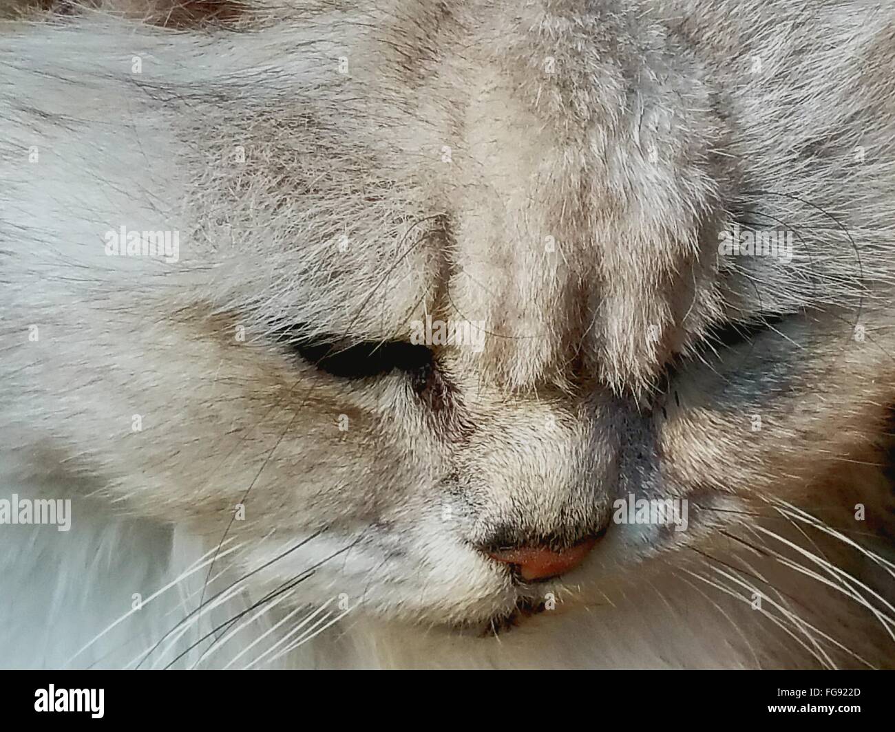Cat Full Body High Resolution Stock Photography and Images - Alamy