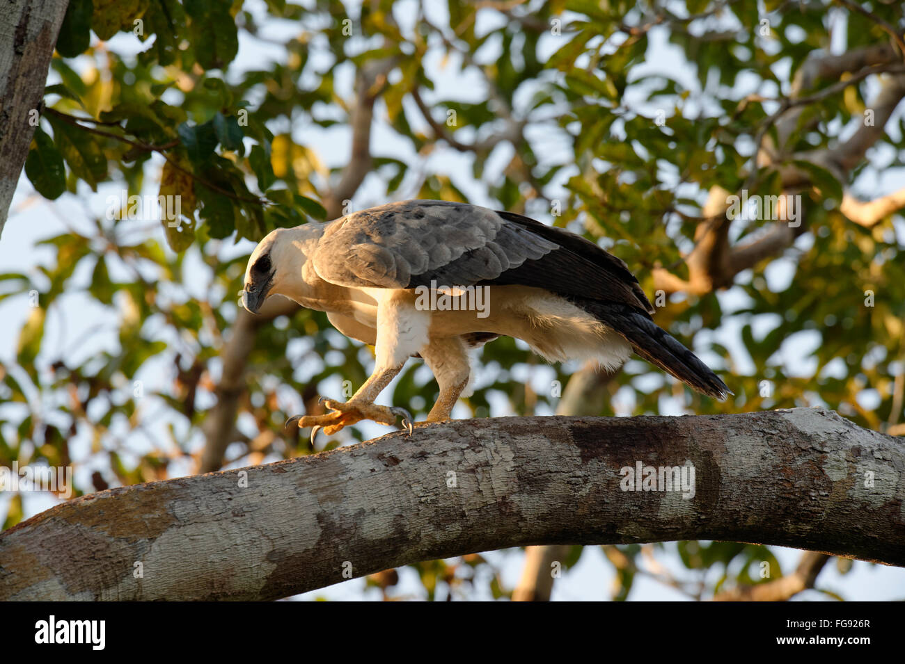 Harpy harpy harpy harpy eagle harpia hi-res stock photography and ...