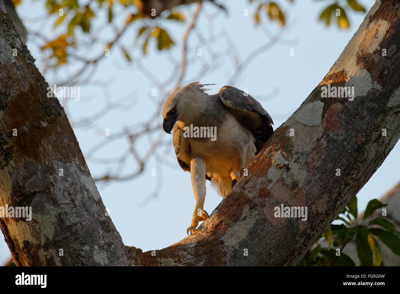 Immature Harpy Eagle (Harpia harpyia) aged 15 months, Amazon, Brazil ...