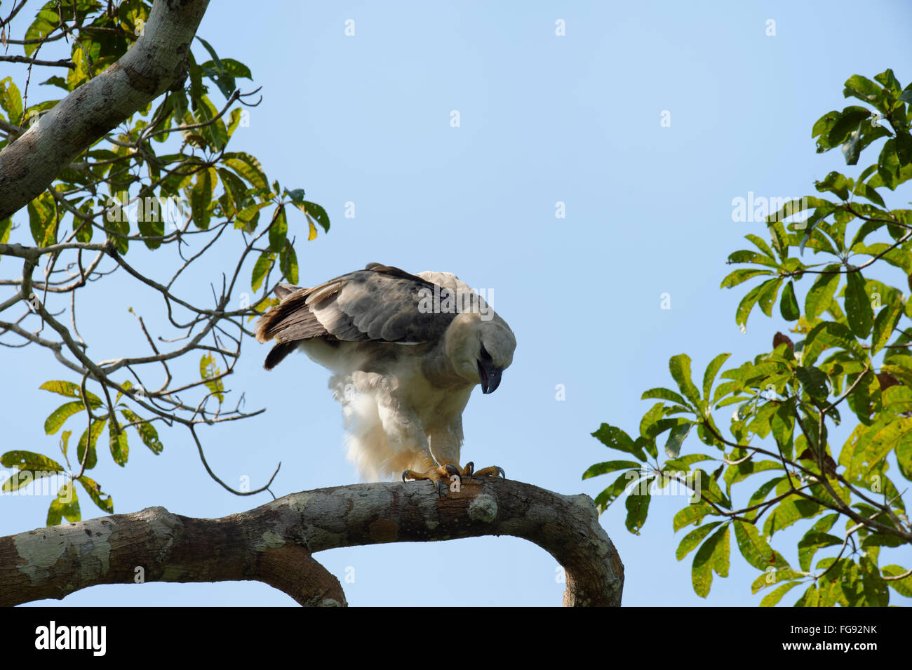 Harpia harpyia hi-res stock photography and images - Alamy