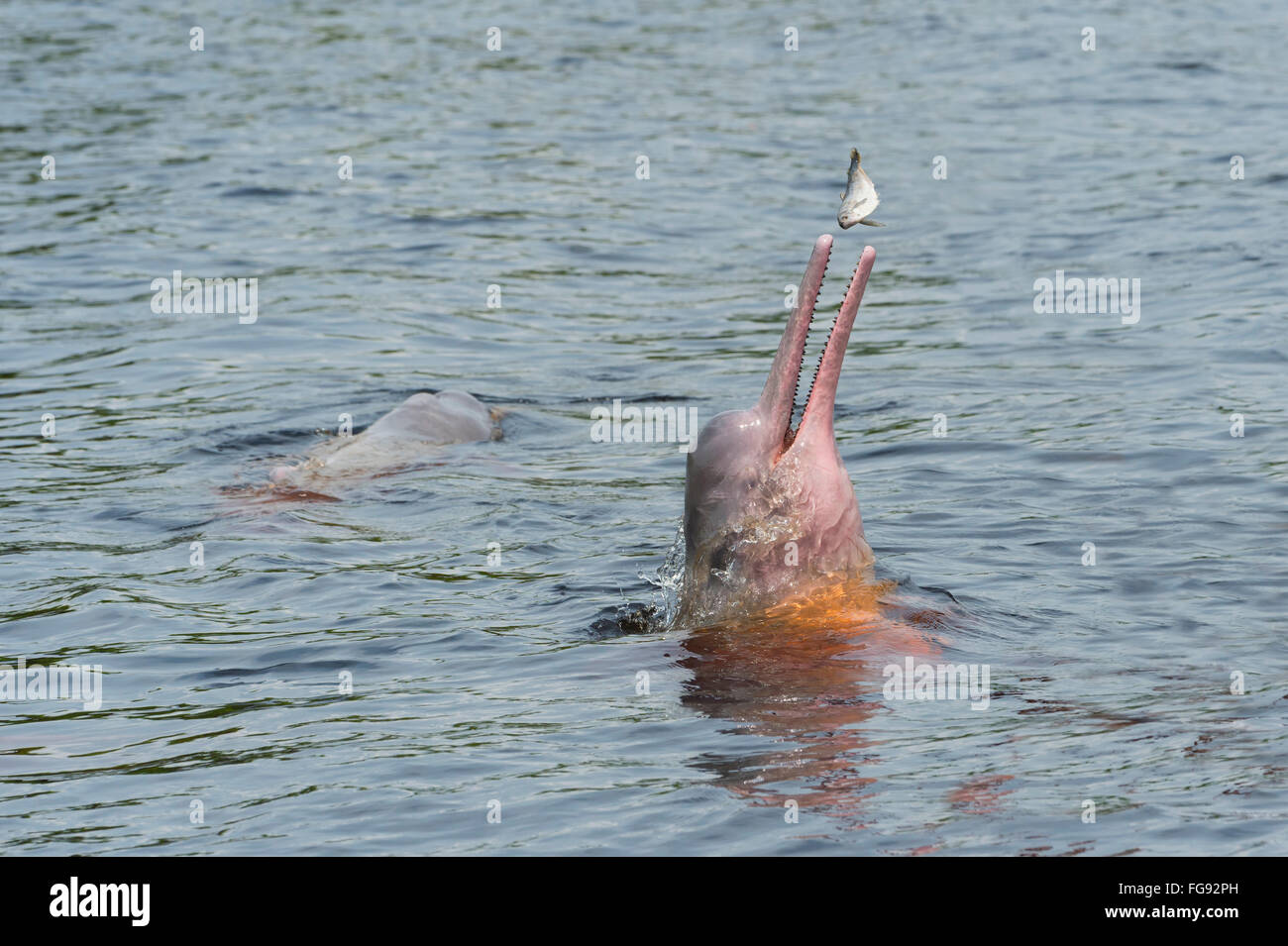 Hunting Amazon River Dolphin or Pink Amazon Dolphin (Inia geoffrensis ...